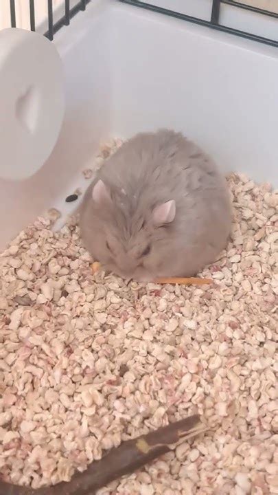 котик хомяк собака тренды Youtube