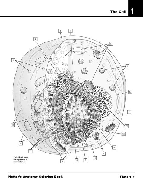 Cell Diagram Midterms Part 1 Diagram Quizlet