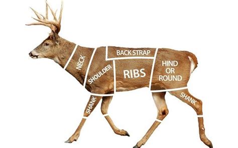 How Much Does Deer Processing Cost