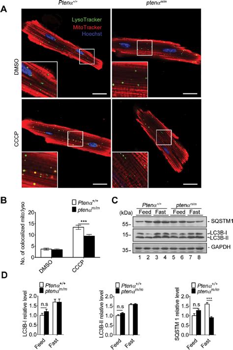 Evaluation Of Mitophagy And Autophagy In Mouse Hearts A Download Scientific Diagram