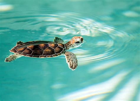 Slow And Steady Still Wins The Race Why World Turtle Day Matters More