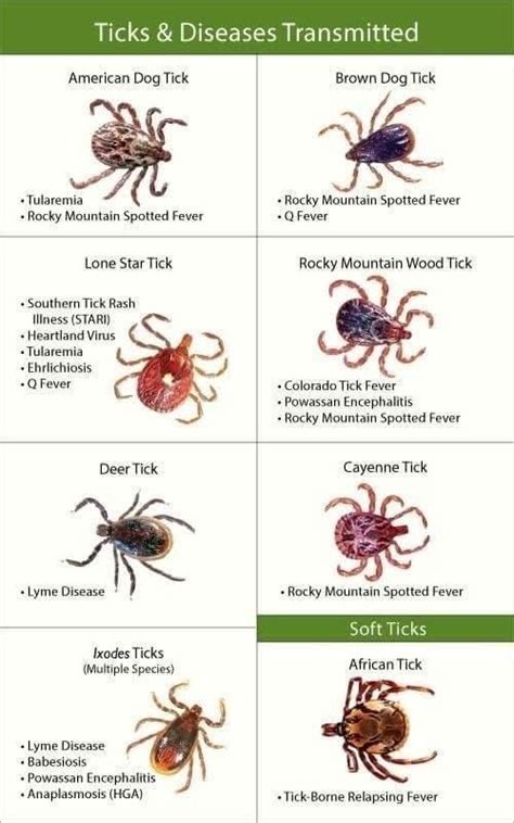 Best 13 10 Invasive Bugs In Ohio 2023 Guide Artofit