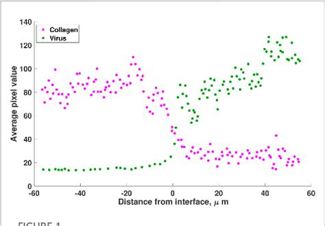 Figure 1 From Modelling Oncolytic Virus Diffusion In Collagen Dense