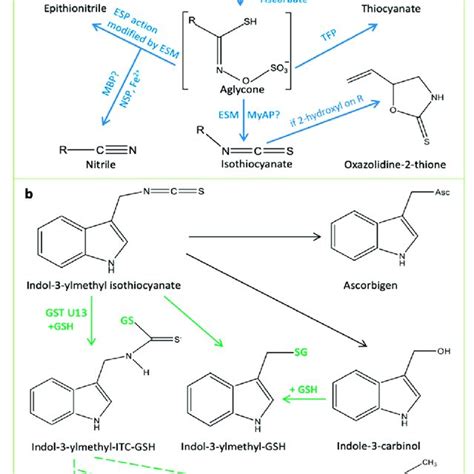 Pdf Glucosinolate Biosynthesis And The Glucosinolate Myrosinase System In Plant Defense