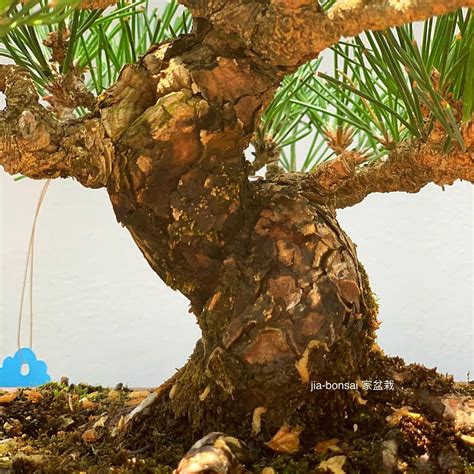 Japanese Black Pine Furniture And Home Living Gardening Plants And Seeds