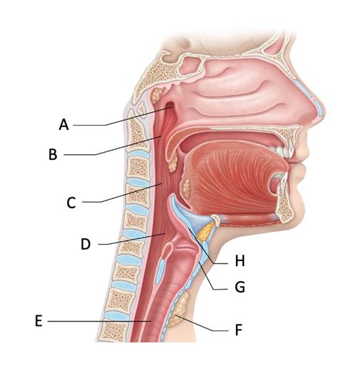 Structures Of Larynx And Pharynx Diagram Quizlet