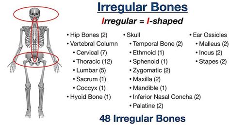 Skeletal System Anatomy Types Of Irregular Bones Notes Worksheet Chart Drawings Skeletal