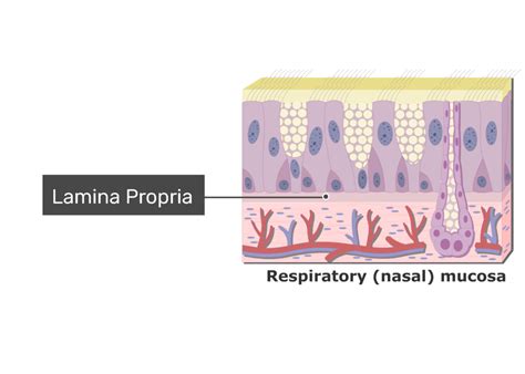 Lamina Propria Diagram