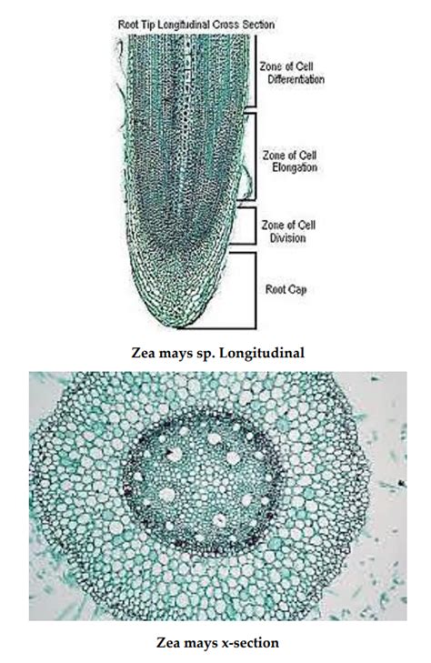 Zea Root Cross Section