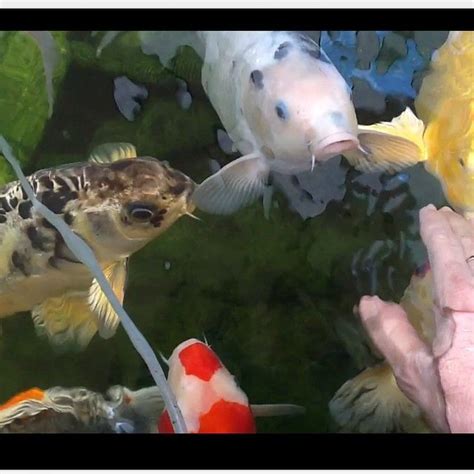 Koi Types Varieties Colors Feeding Nutrition Growth Artofit