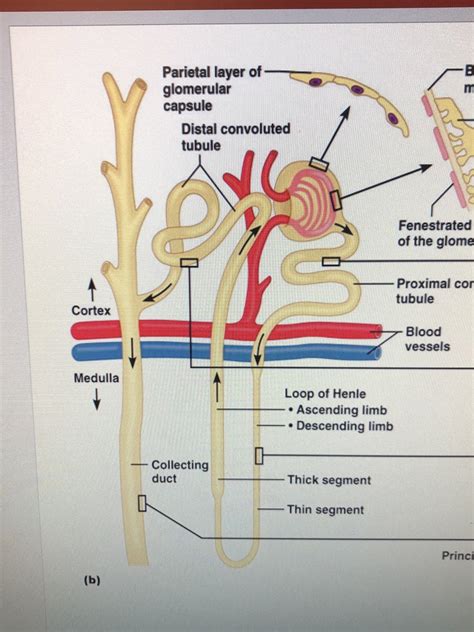 Peritubular Capillaries Diagram