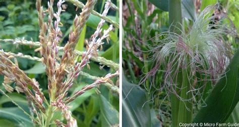 How To Grow Corn At Home A Beginners Guide Micro Farm Guide