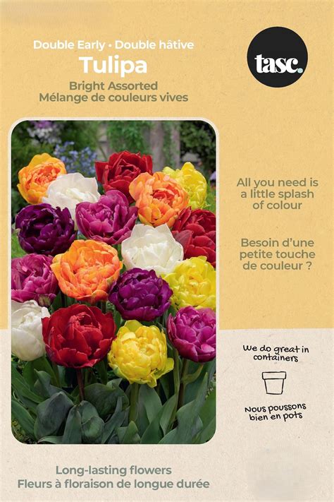 Bulbs Are Easy Tulip Double Early Bright Bulb Assorted Colours