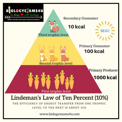 Efficiency Of Energy Transfer Equation Biology Tessshebaylo