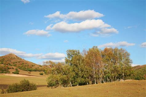 Grassland And Trees Stock Image Image Of Grass Horizon 323485225