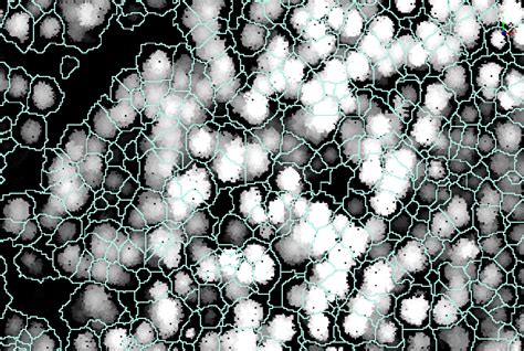 Individual Tree Segmentation Result · Lidar360 User Guide
