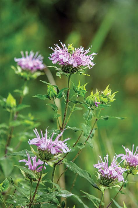 Bee Balm Varieties And Uses Mother Earth News