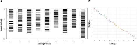 Frontiers Mapping Of Dynamic Quantitative Trait Loci For Plant Height