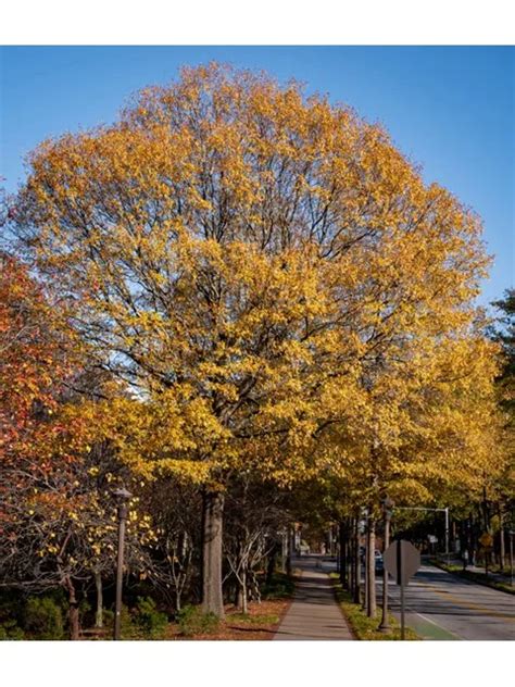 Quercus Phellos Native Plant Society Of Texas
