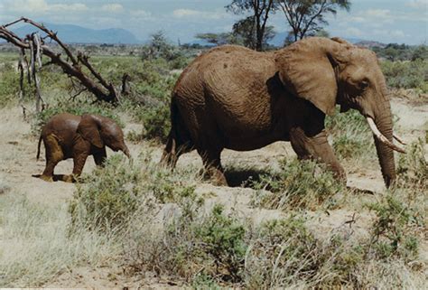 Adw Proboscidea Information