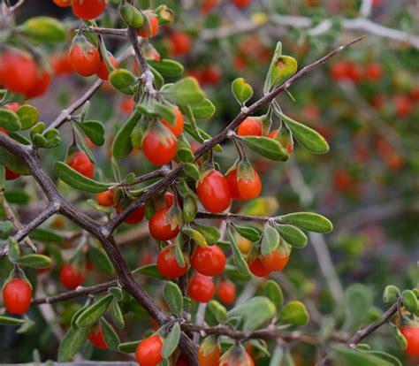 Lycium Exsertum Desert Wolfberry Seeds