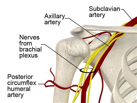 Anterior Shoulder Dislocation Axillary Nerve