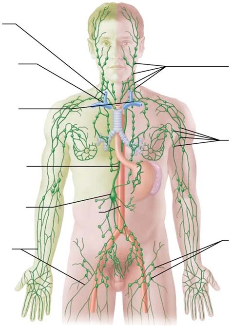 Fig 20 3 Diagram Quizlet