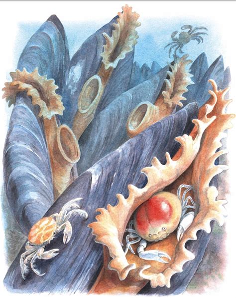 Nick Bakers Hidden Britain Bbc Wildlife