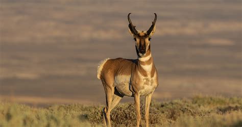 North Dakota Expects Fewer Antelope During Summer Survey Gohunt The