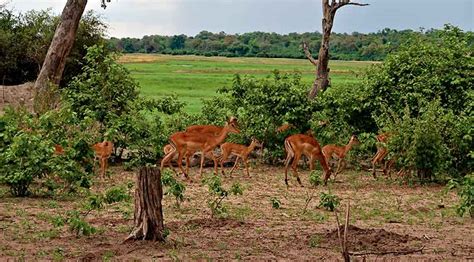 Breakfast Cruise And Game Drive In Bwabwata National Park That Travel Itch
