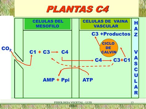 Ppt Plantas Tipo C4 Powerpoint Presentation Free Download Id5949393