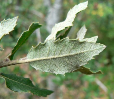 Quercus Rotundifolia Trees And Shrubs Online