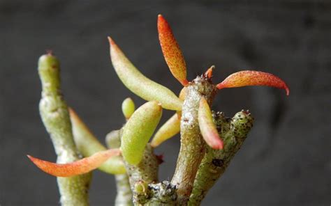 Tylecodon Bucholzianus Sukulenty Samek