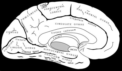 Posterior Cingulate Alchetron The Free Social Encyclopedia
