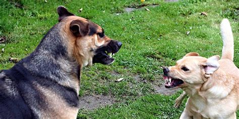 How To Deal With An Aggressive Small Dog at Zane Stirling blog