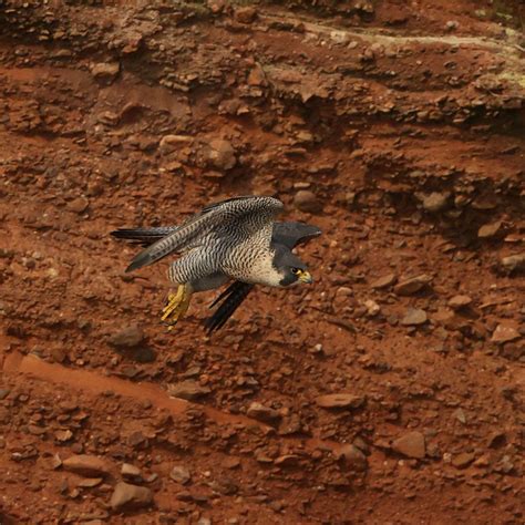 Peregrine At Devon By Steve Hopper Devon Birds