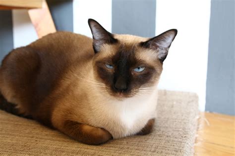 Hyperthyroidism In Cats Symptoms And Treatments Get Odie