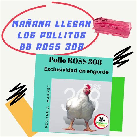 Pollitos Ross 308 Alto Rendimiento CÁrnico Mañana 10 De Setiembre Nos Llegan Pollitos Bb Ross