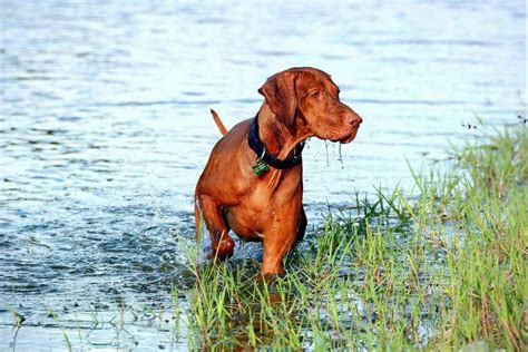 גורי ויסלה הונגרי עם תעודות פטפיינדר