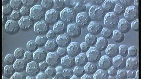The Life Of Yeast Educational Film Wiki Fandom