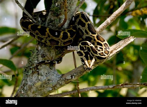 A Burmese Python Is Captured In The Everglades National Park Highlighting The Invasive Species
