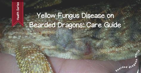 Yellow Fungus Disease In Bearded Dragons Care Guide