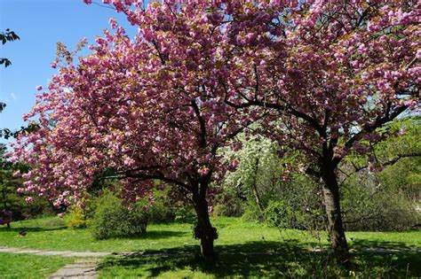 Premium Photo Japanese Cherry Trees In Blossom Grass