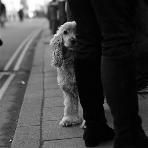 English Culture Artifact 2 The Dog This One Spotted Enjo Flickr