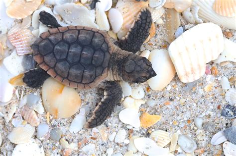 Turtle Survival Alliance Carl Franklin Ut Arlington Texas Turtles