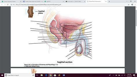 Exam 5 Male Reproductive Diagram Quizlet