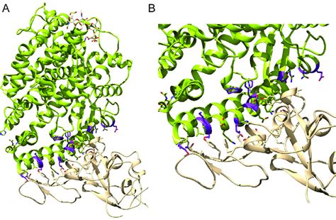 What Affects Binding Affinity At Merle Mercer Blog