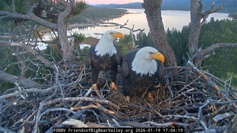 Will Big Bear Lake Eagles Jackie And Shadow Lay More Eggs
