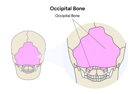 Ilustración Del Cráneo Humano Del Hueso Occipital En Vector Vector