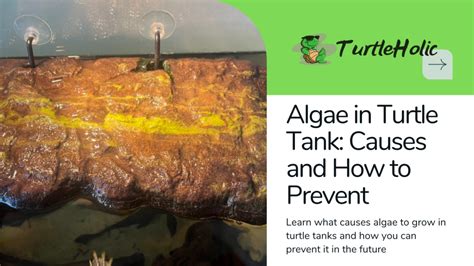 Algae In Turtle Tank Causes And How To Prevent Turtleholic